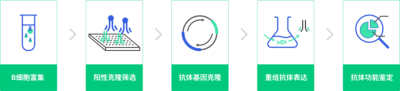 single B cell抗体技术0缔码生物