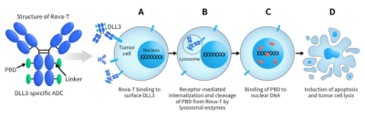 DLL3靶点介绍及药物研究进展-缔码生物