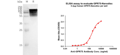 GPR75靶点介绍及药物研究进展-缔码生物