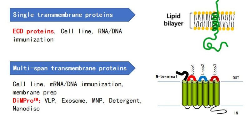 Mammalian Cell Protein Production Platform - 专注肿瘤免疫
