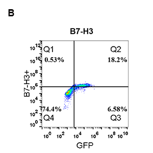 Anti-B7-H3 antibody(DM53); Rabbit mAb – 专注肿瘤免疫