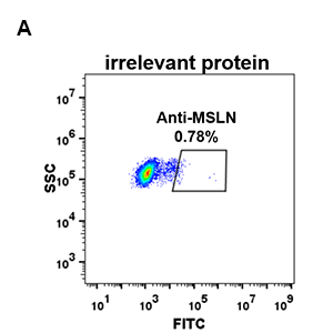 Anti-mesothelin antibody(DM73); Rabbit mAb – 专注肿瘤免疫