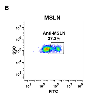 Anti-mesothelin antibody(DM73); Rabbit mAb – 专注肿瘤免疫