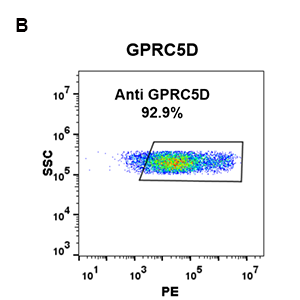 Anti-GPRC5D antibody(DM91), Rabbit mAb – 专注肿瘤免疫