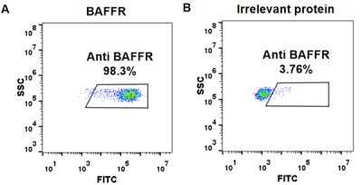Anti-BAFFR (ianalumab biosimilar) mAb - 专注肿瘤免疫