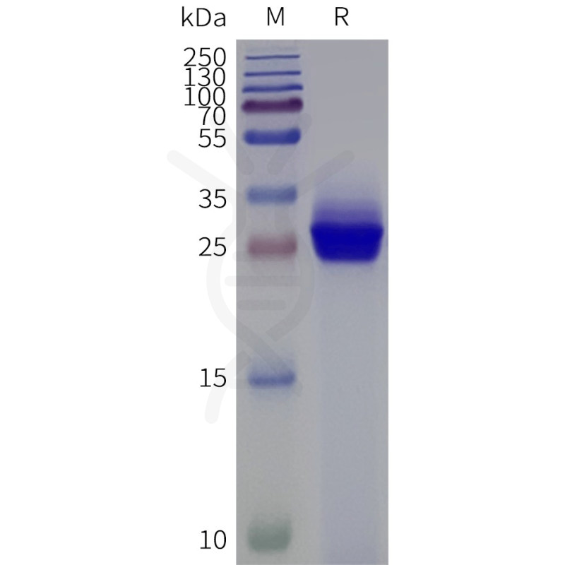 Mouse Aqp7-Strep full length protein-synthetic nanodisc-全长AQP7 膜蛋白-缔码生物
