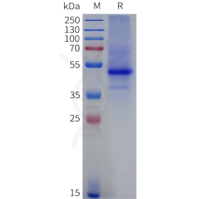 Biotinylated Human NK2R full length protein-synthetic nanodisc-全长NK2R 膜 ...