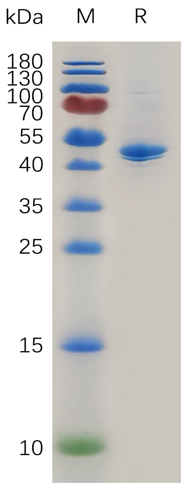 Mouse CD40 Ligand Protein, hFc Tag - 专注肿瘤免疫