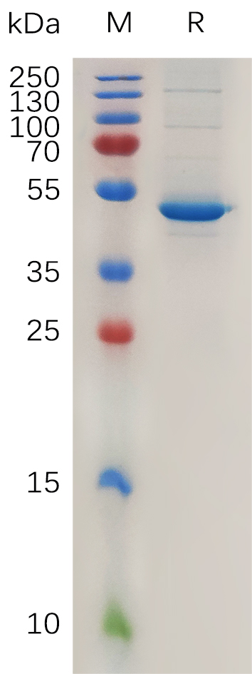 Mouse BAFF Protein, hFc Tag - 专注肿瘤免疫