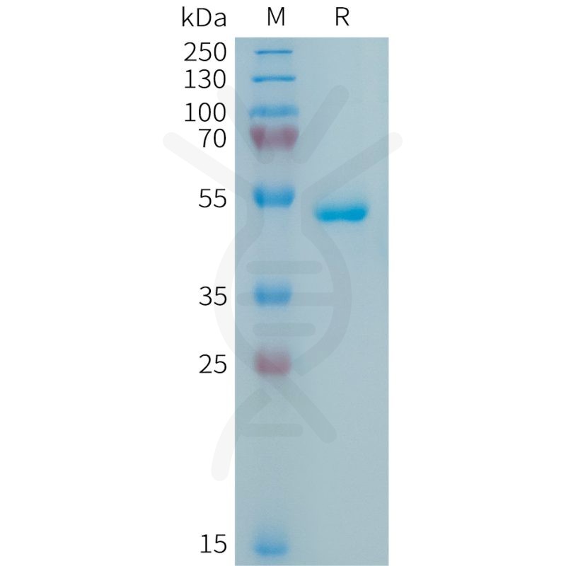 Human APRIL Protein, hFc Tag-APRIL重组蛋白（N-Human Fc Tag）-缔码生物