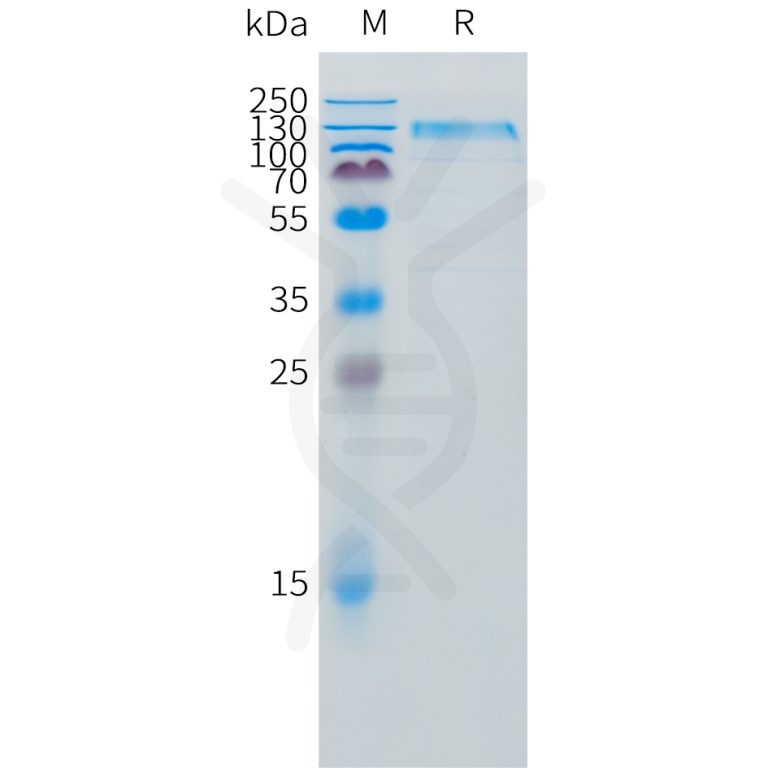 Canine IL31RA Protein, mFc Tag - 专注肿瘤免疫