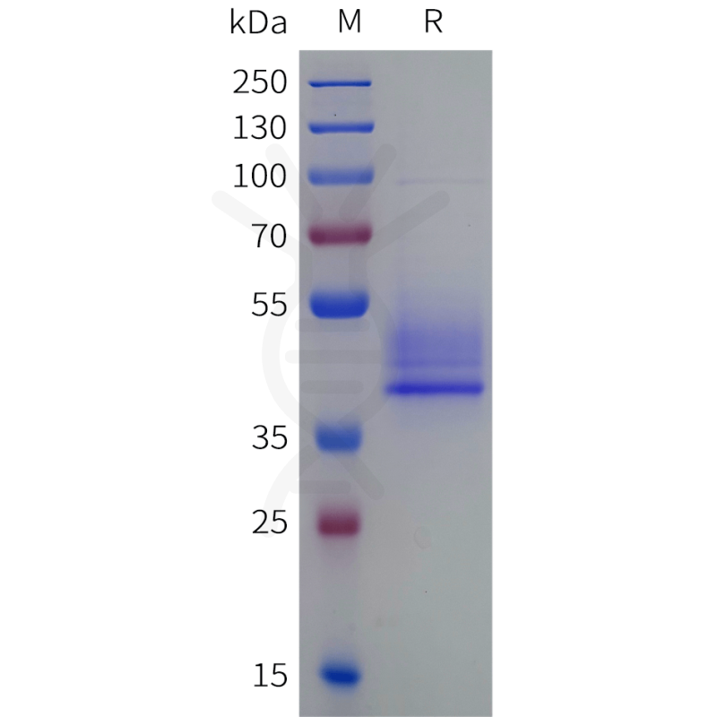 Human CD3E-knob and CD3G-Hole Heterodimer Protein, His Tag and Twin ...