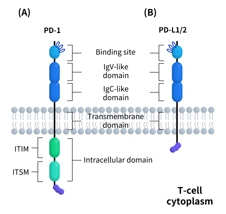 PD-1/PD-L1：肿瘤免疫检查点核心通路解析-缔码生物