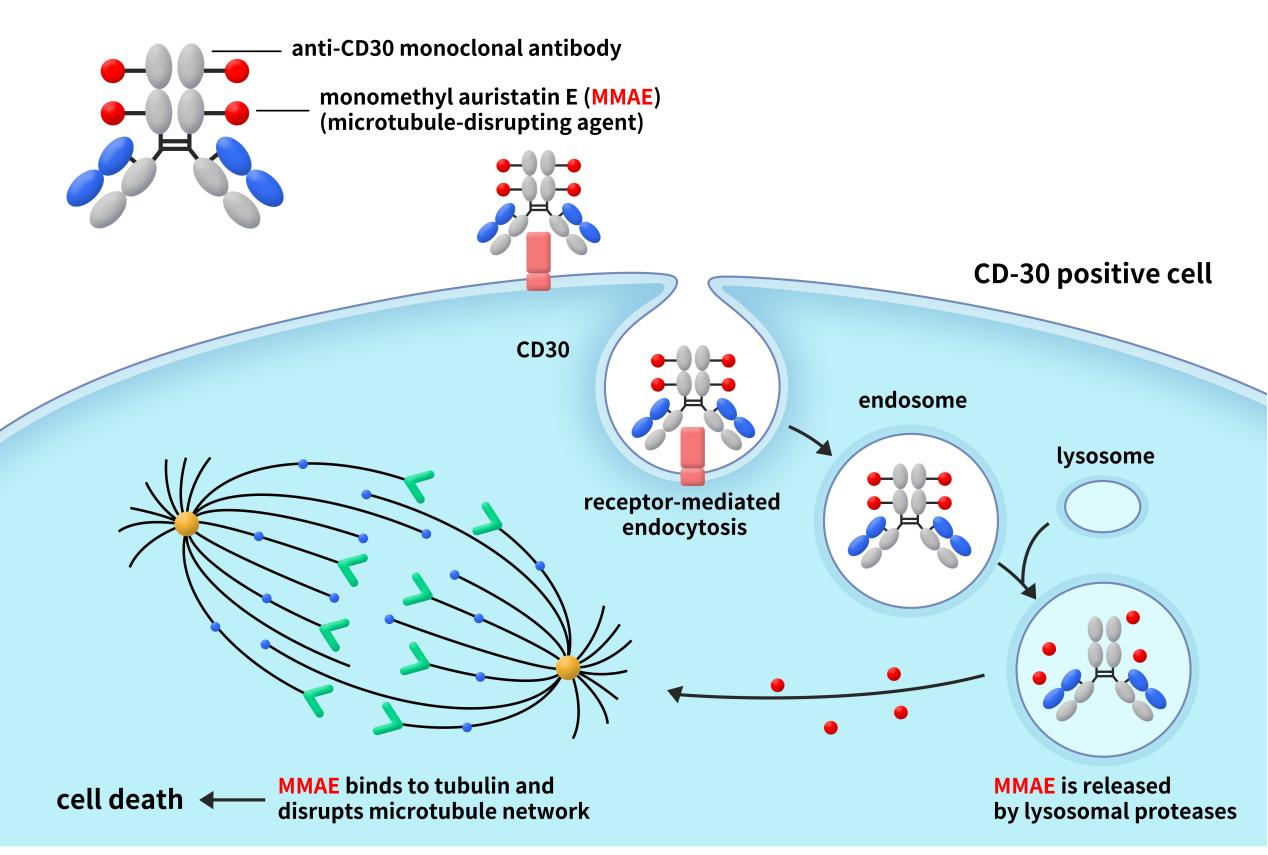 MMAE-ADC的“团宠”毒素 - 专注肿瘤免疫
