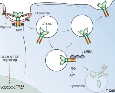免疫检查点-CTLA-4/CD152 - 专注肿瘤免疫
