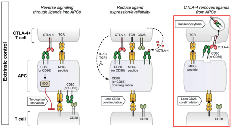 免疫检查点-CTLA-4/CD152 - 专注肿瘤免疫